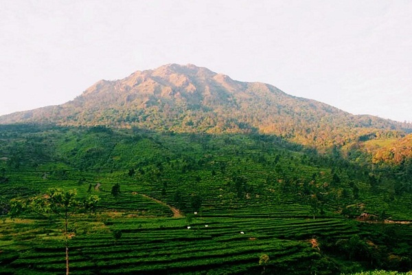 3 Jalur Pendakian Ke Gunung Ungaran, Sepanjang Perjalanan Gak Bakal ...