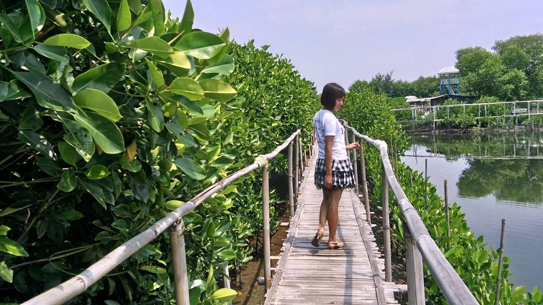 Hutan Mangrove Semarang Edupark, Harga Tiket Masuk Lokasi Alamat Wisata ...
