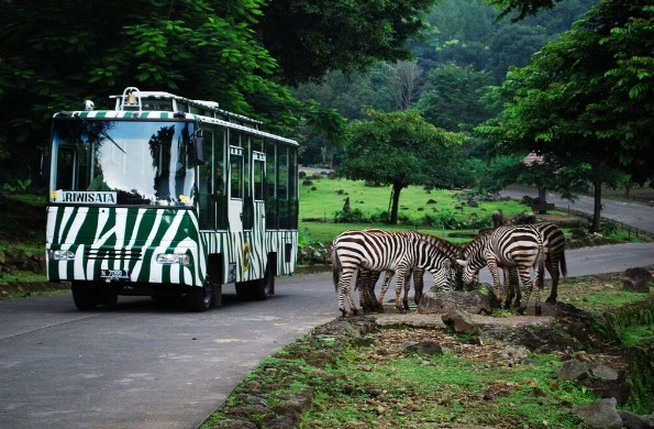 Inilah 13 Hal Menarik di Taman Safari Cisarua Bogor, Surga Bagi Berbagai Satwa - JejakPiknik.com ...