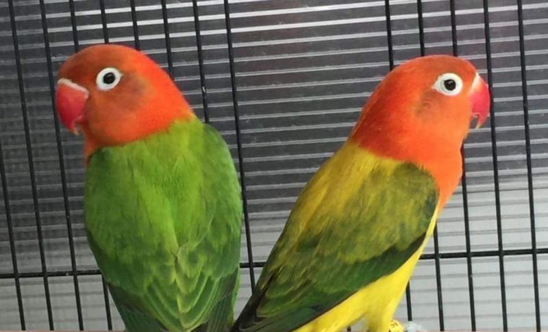 10 Gambar Warna Burung Lovebird Termahal di Indonesia 2023