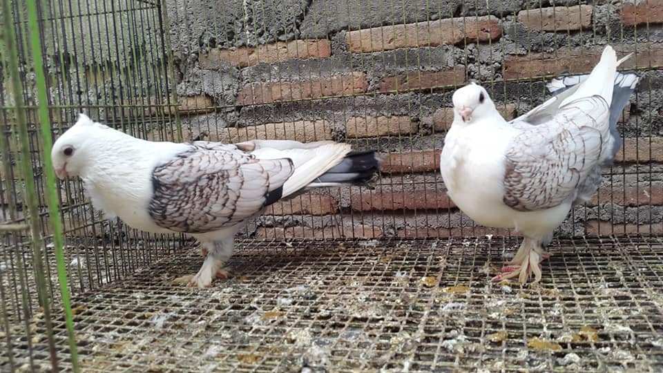 10 Gambar Burung Dara Termahal di Dunia 2023 Jenis Kolongan