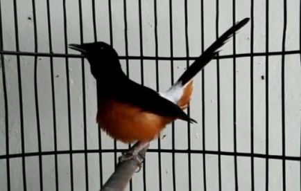 10 Burung Murai Termahal Beserta Harganya – JejakPiknik.com