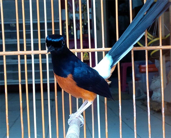 10 Burung Murai Termahal Beserta Harganya – JejakPiknik.com