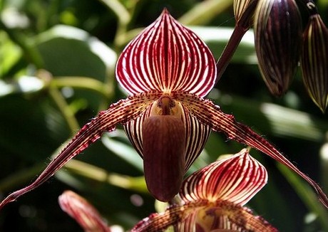 10 Gambar Jenis Bunga Anggrek Termahal di Dunia 2023 Harga